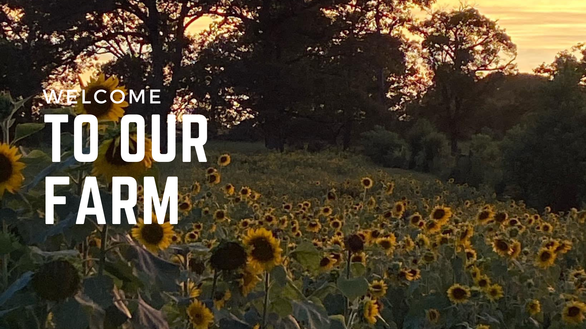 Windmill Hill – Windmill Hill Farms